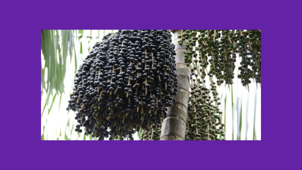 Acai pulp and powder - One of the strongest antioxidants available - Unique